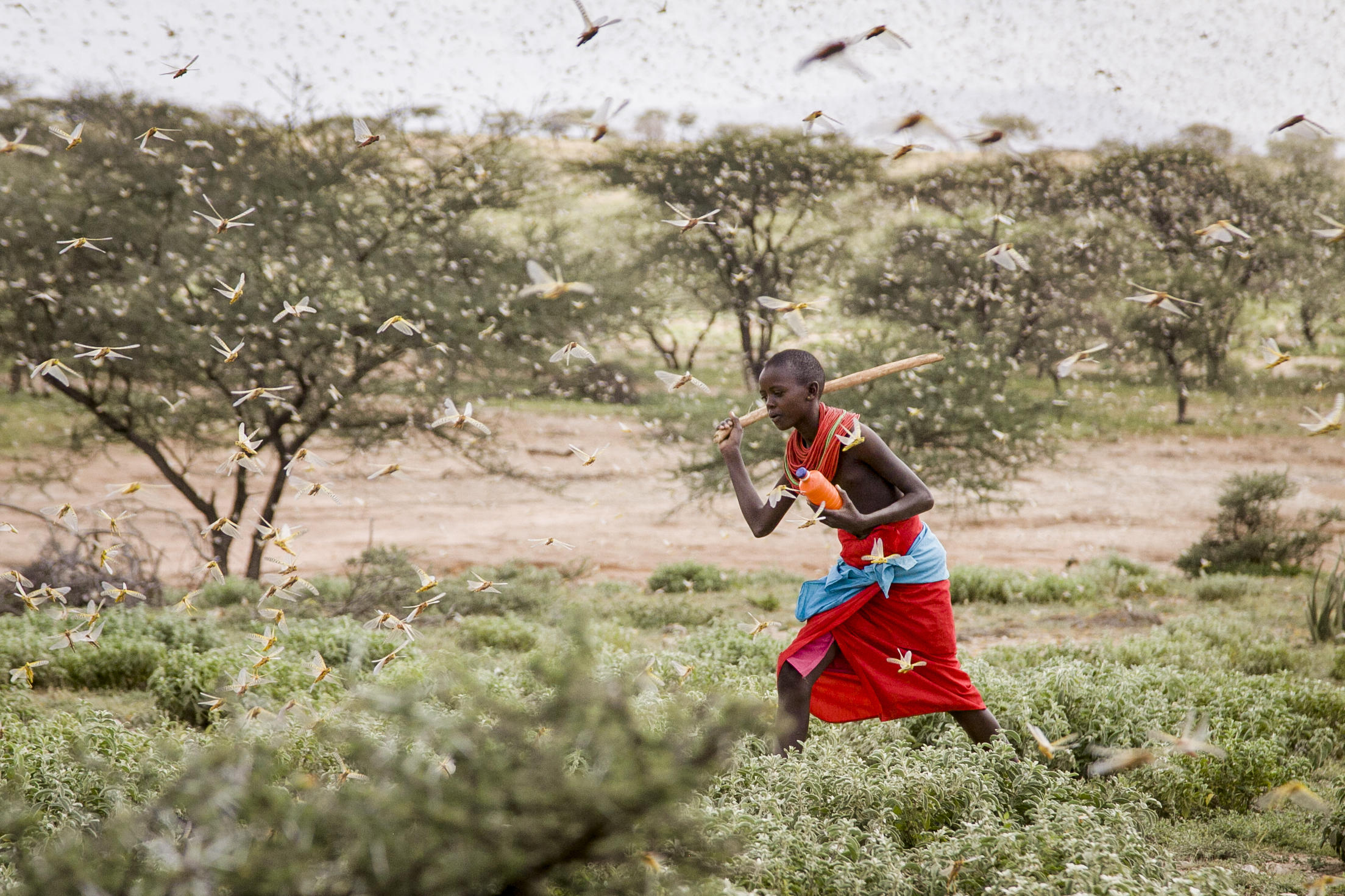 Kenya braces for return of devastating locust swarms - WardheerNews