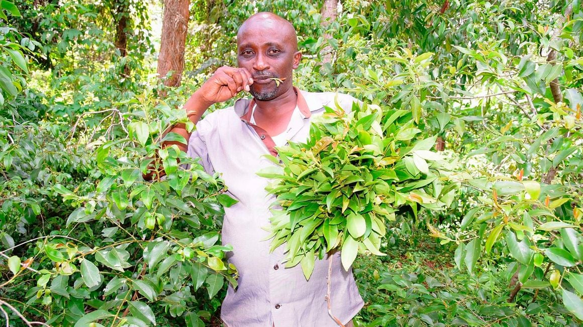 Miraa farmers pay the price of a slump in exports, cartels - WardheerNews