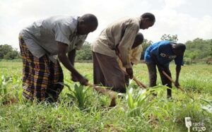 Solar irrigation enables Jubbaland farmers to harvest again - WardheerNews